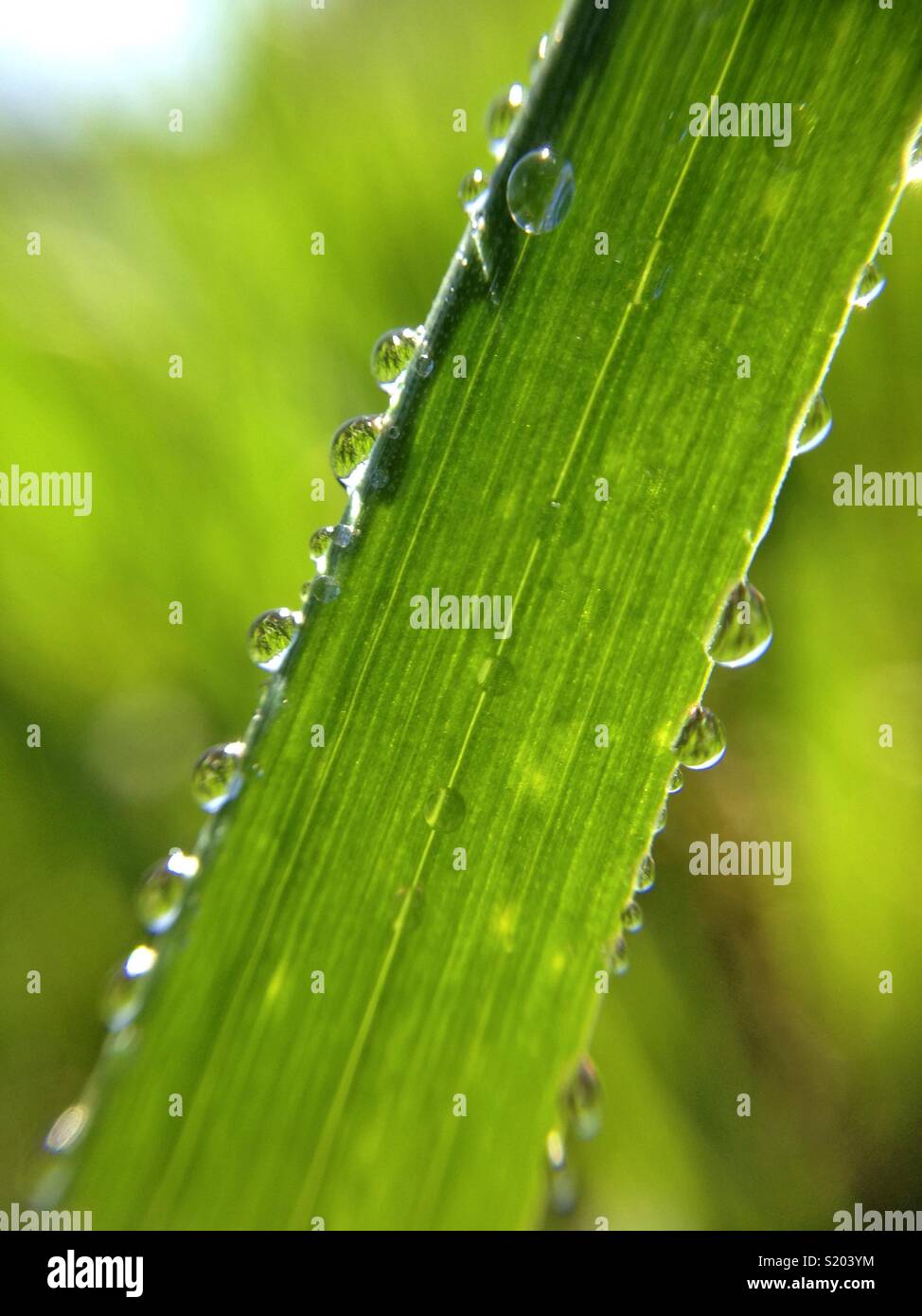 Wheat leaf hi-res stock photography and images - Alamy