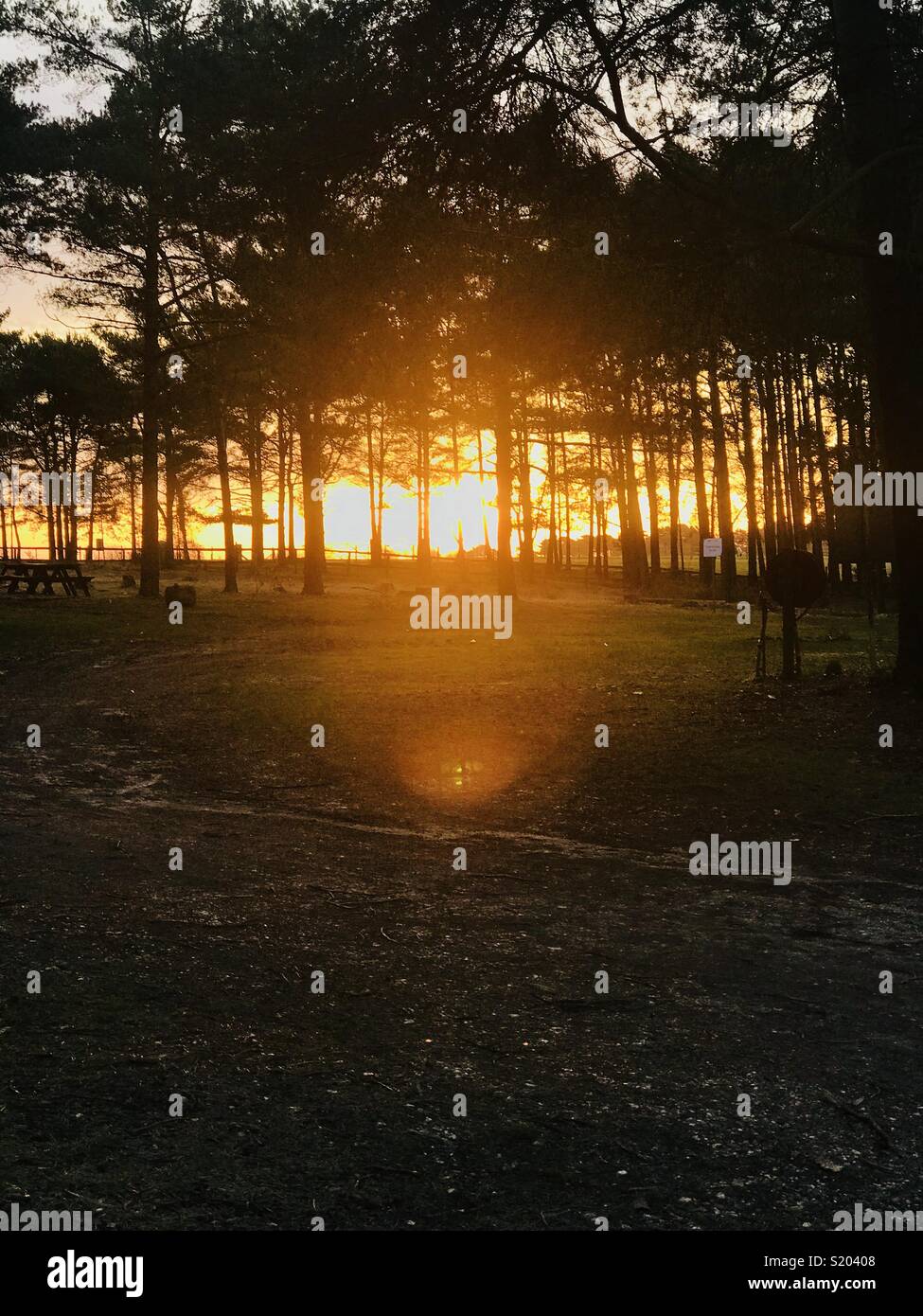 Amazing tall trees hi-res stock photography and images - Alamy