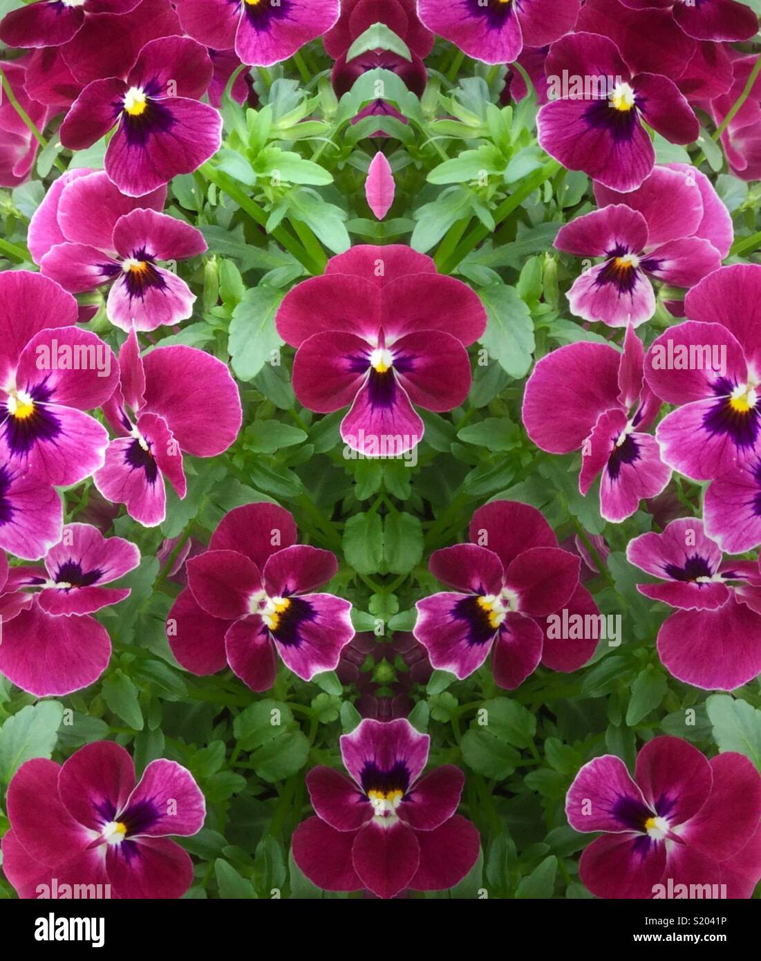 Dark violas hi-res stock photography and images - Alamy