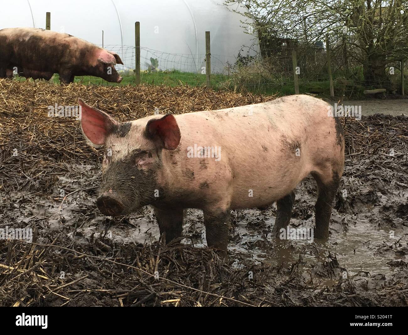 Happy Pigs In Mud