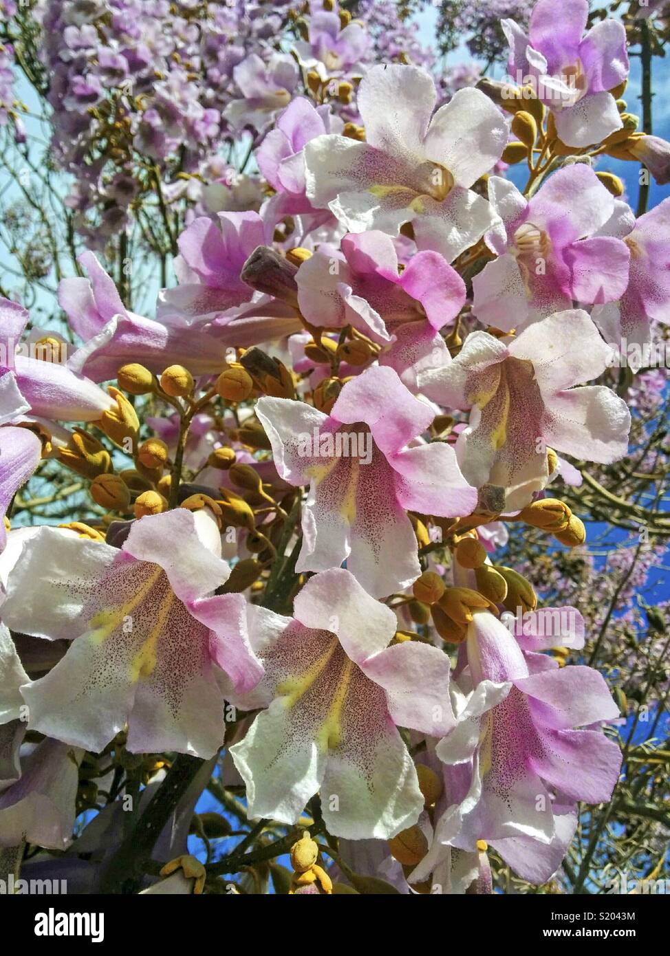 Paulownia flower hi-res stock photography and images - Alamy