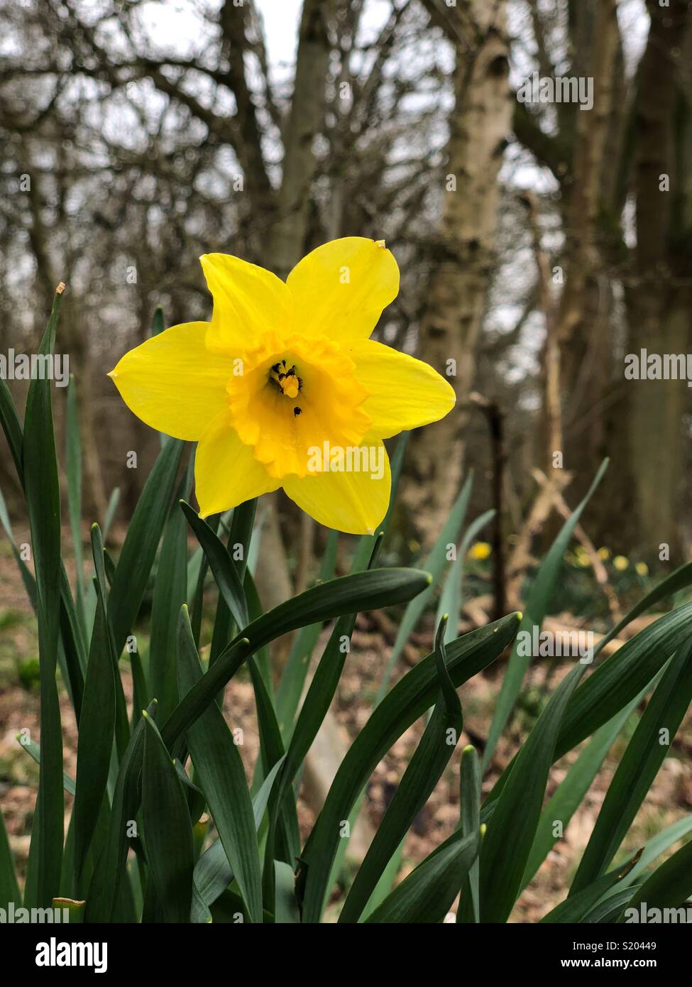 Single daffodil in a wood Stock Photo - Alamy