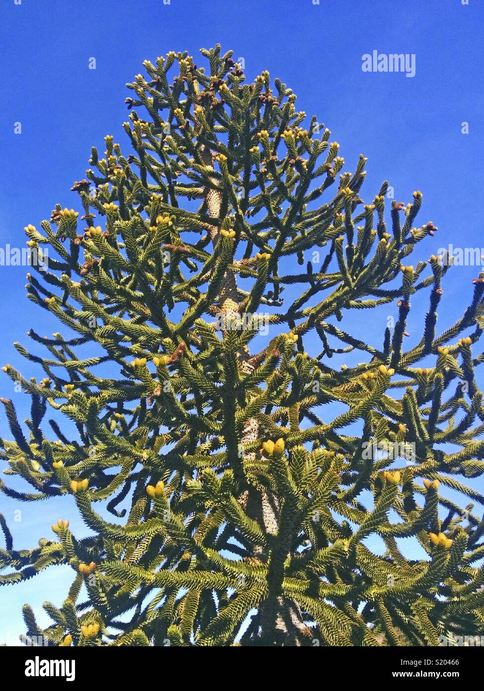Monkey Puzzle Tree Trees High Resolution Stock Photography and Images ...