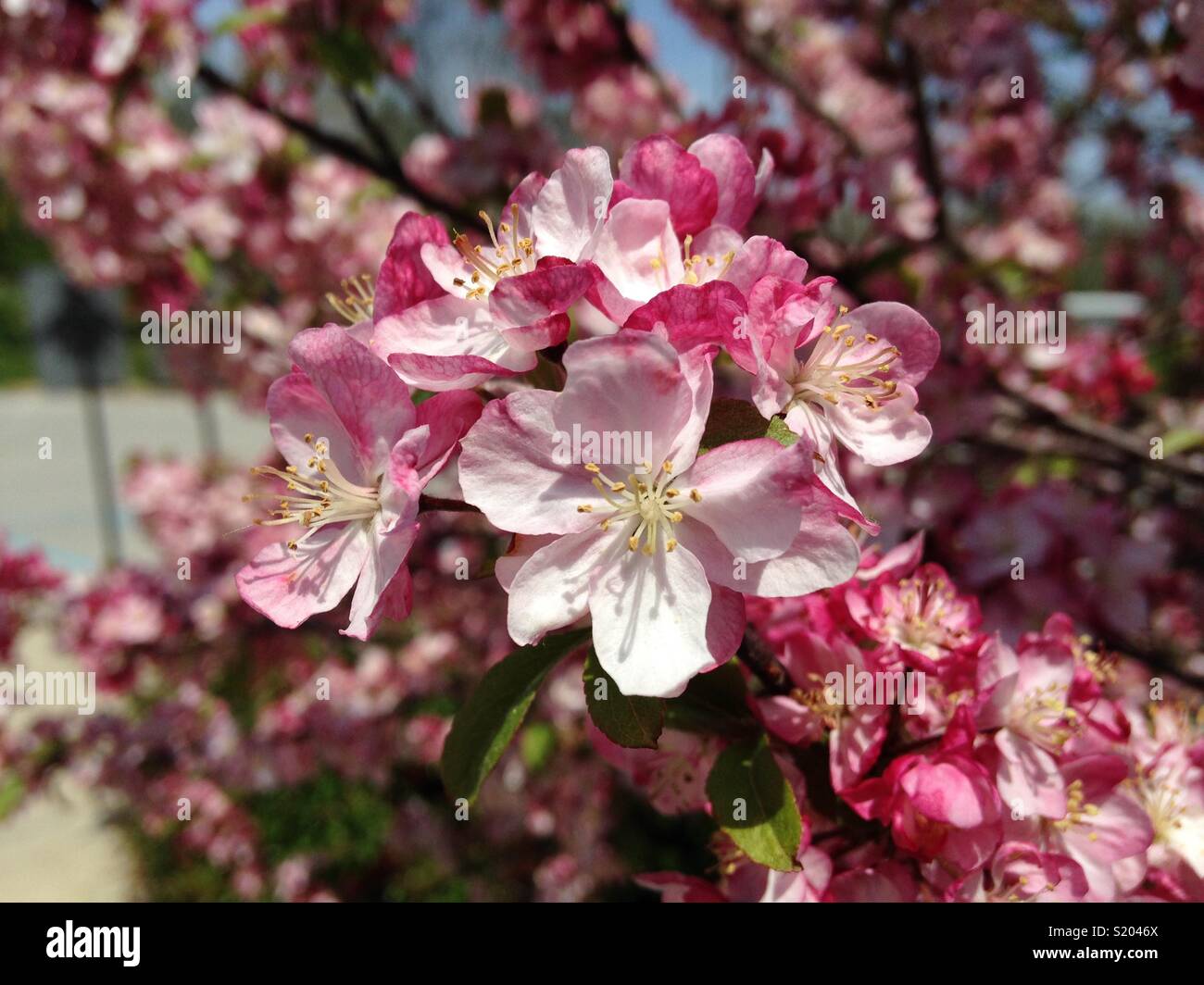 Pretty Pink Flowers Stock Photo - Alamy
