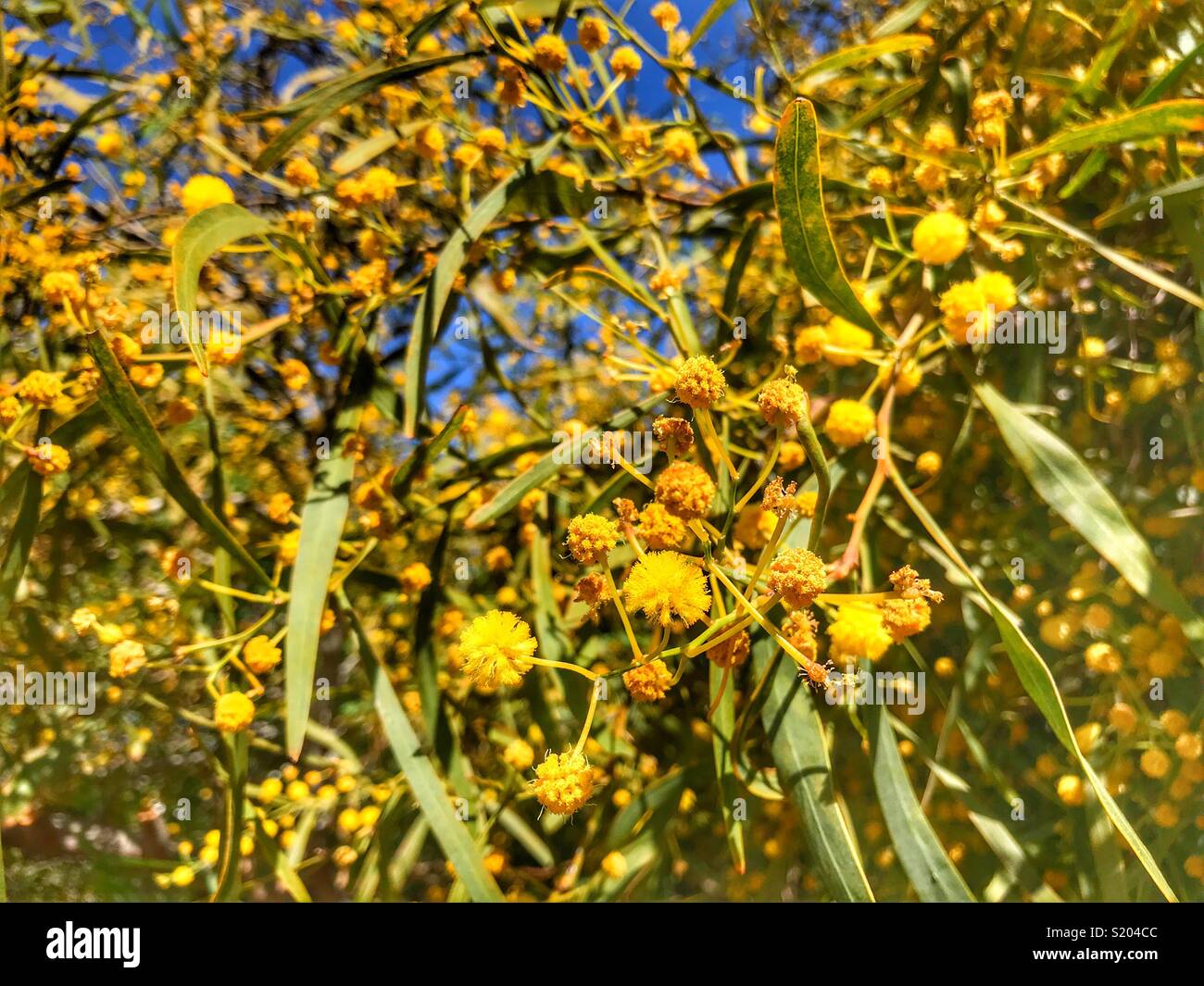 Australian Mimosa Stock Photos & Australian Mimosa Stock Images - Alamy