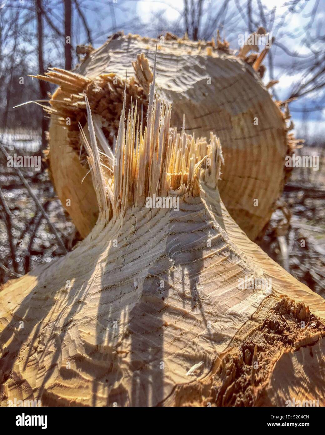 Beaver cut hi-res stock photography and images - Alamy