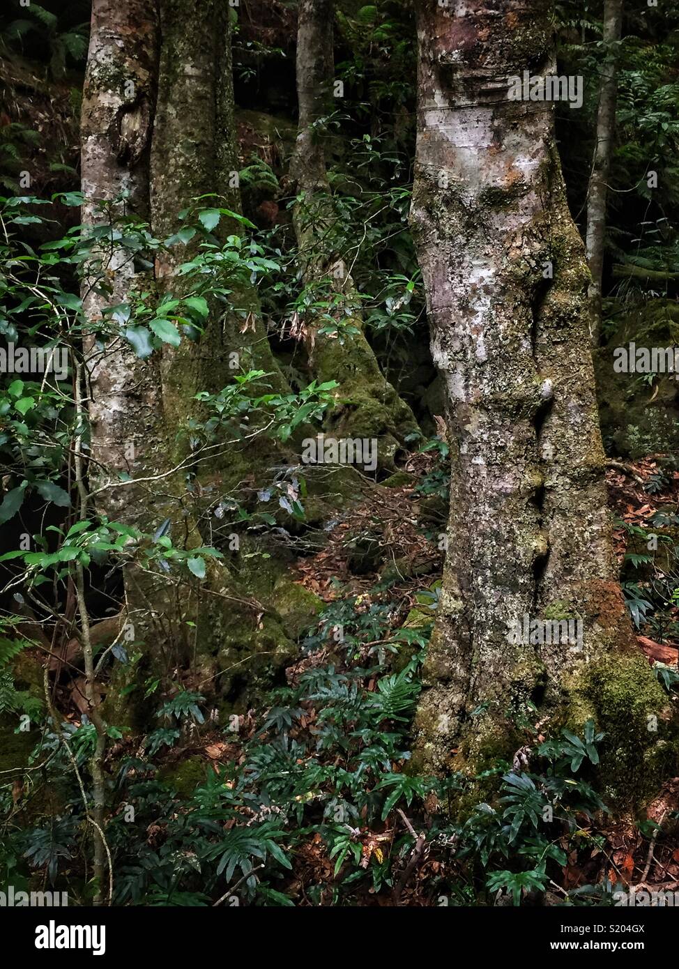 Sassafras tree hi-res stock photography and images - Alamy