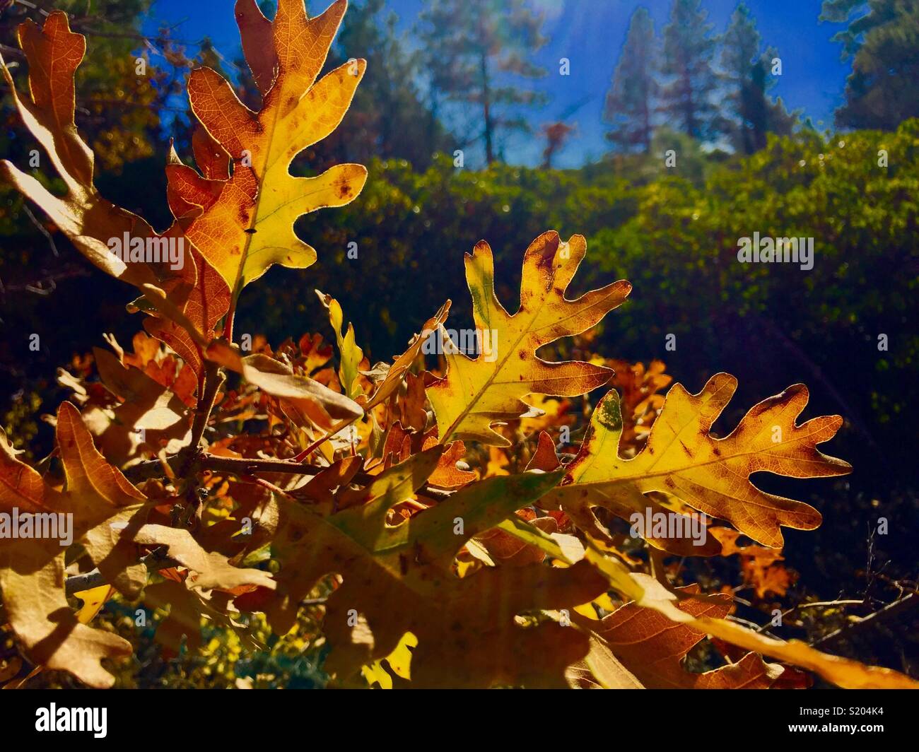 Fall autmn hi-res stock photography and images - Alamy