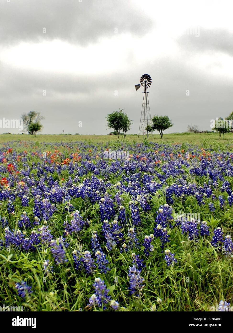 Texas Bluebonnets High Resolution Stock Photography and Images - Alamy