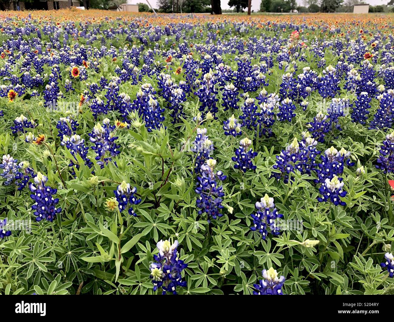 Texas bluebonnets and other assorted wildflowers Stock Photo - Alamy