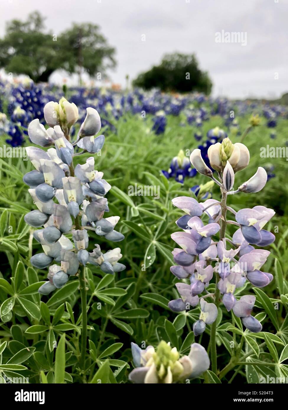 Pale blue bluebonnets Stock Photo - Alamy
