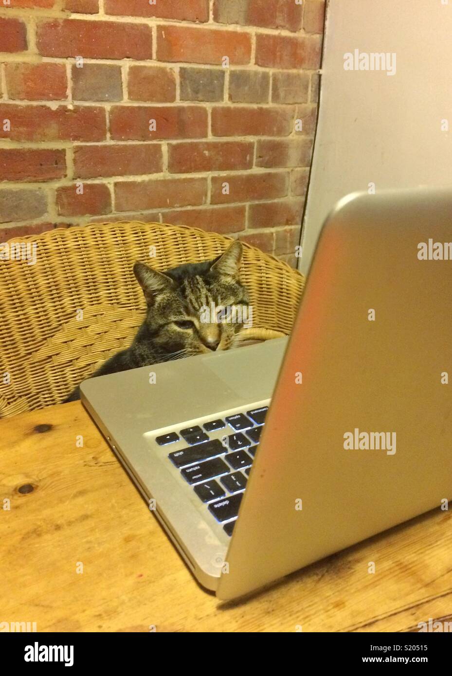 Cat with laptop Stock Photo - Alamy