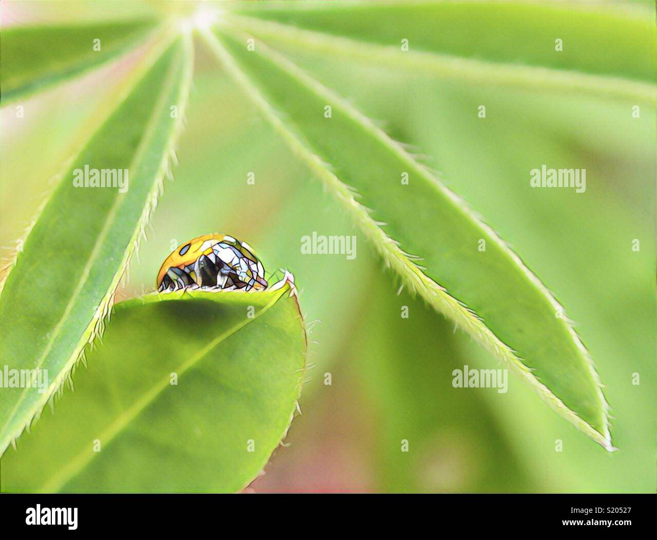 Ladybug ladybird on a leaf Stock Photo - Alamy