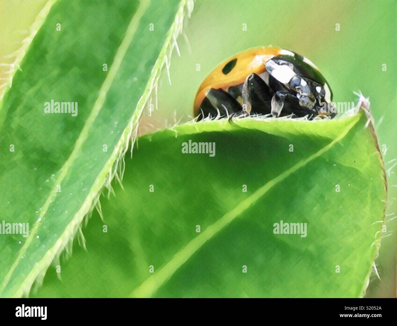 Ladybug ladybird hi-res stock photography and images - Alamy