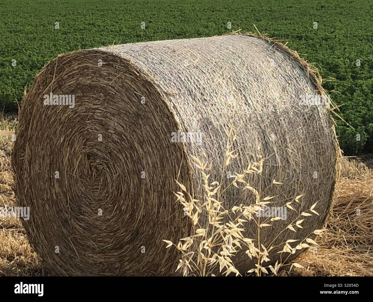 A bale of hay Stock Photo - Alamy