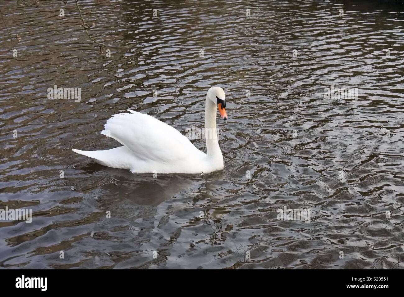 Swan in water Stock Photo - Alamy