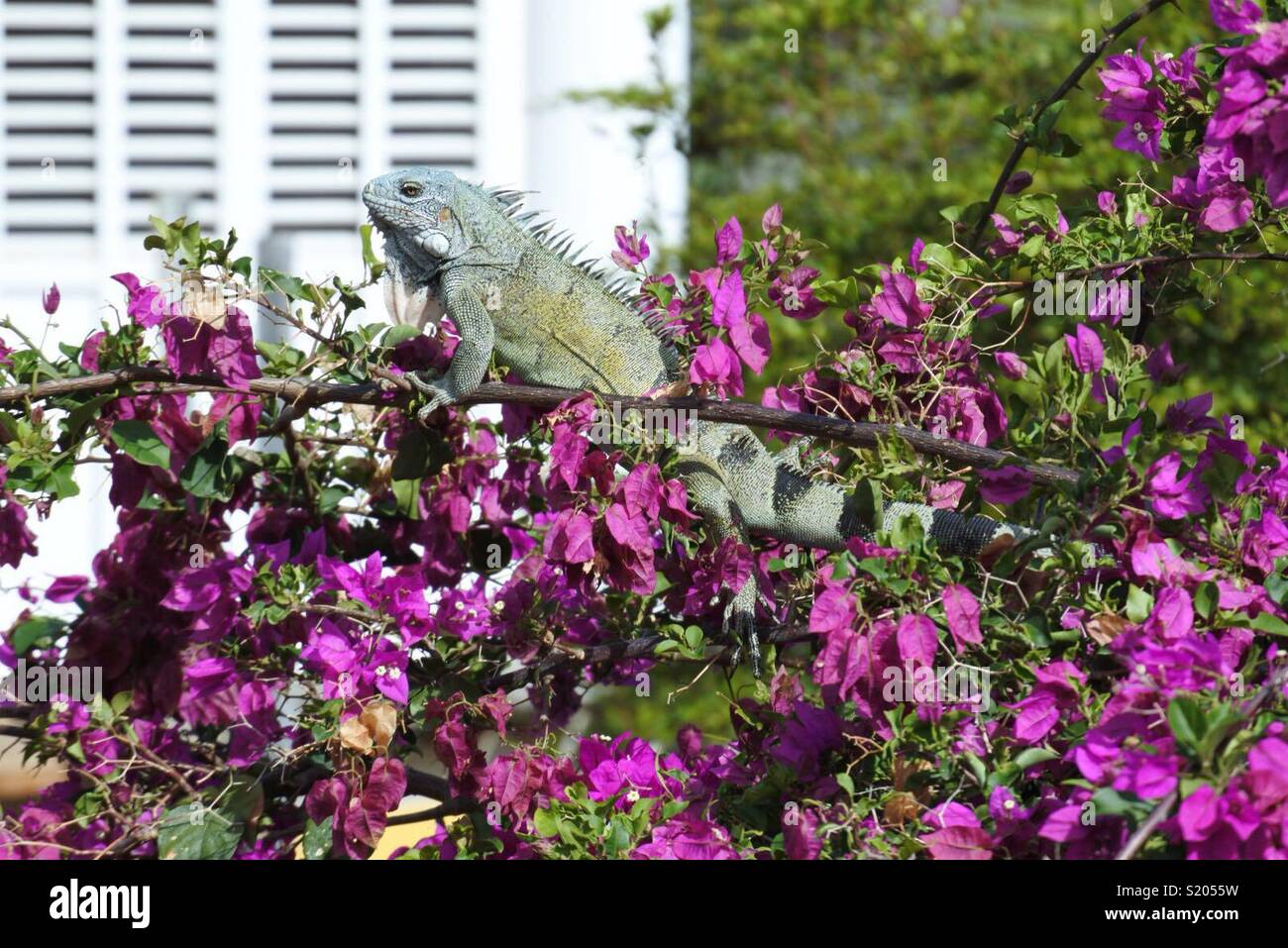 Iguana on purple flowers Stock Photo - Alamy