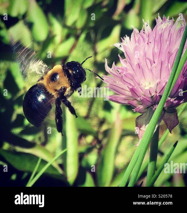 Bumble Bee Flying Stock Photo - Alamy