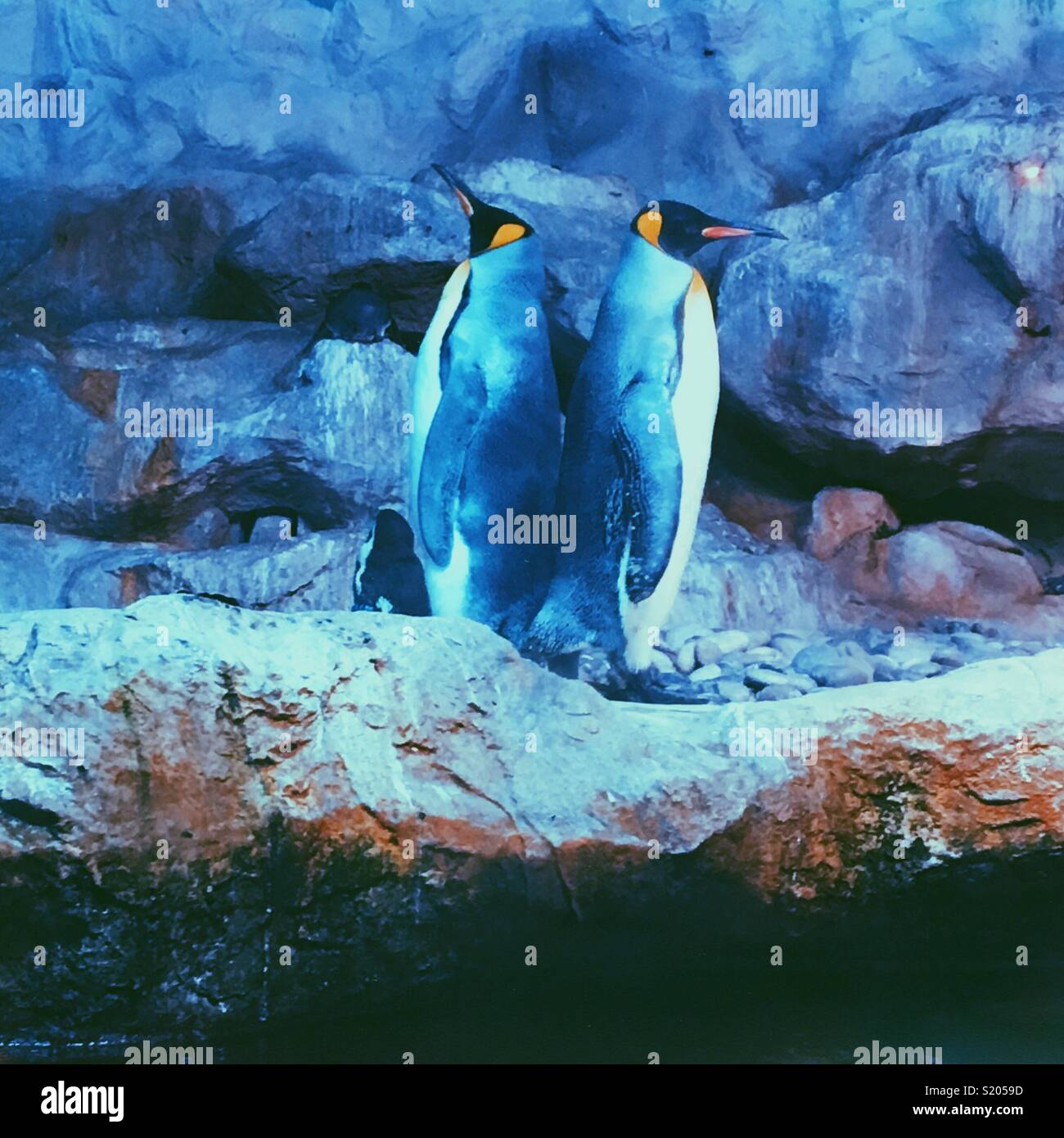 Two penguins on a rock hi-res stock photography and images - Alamy