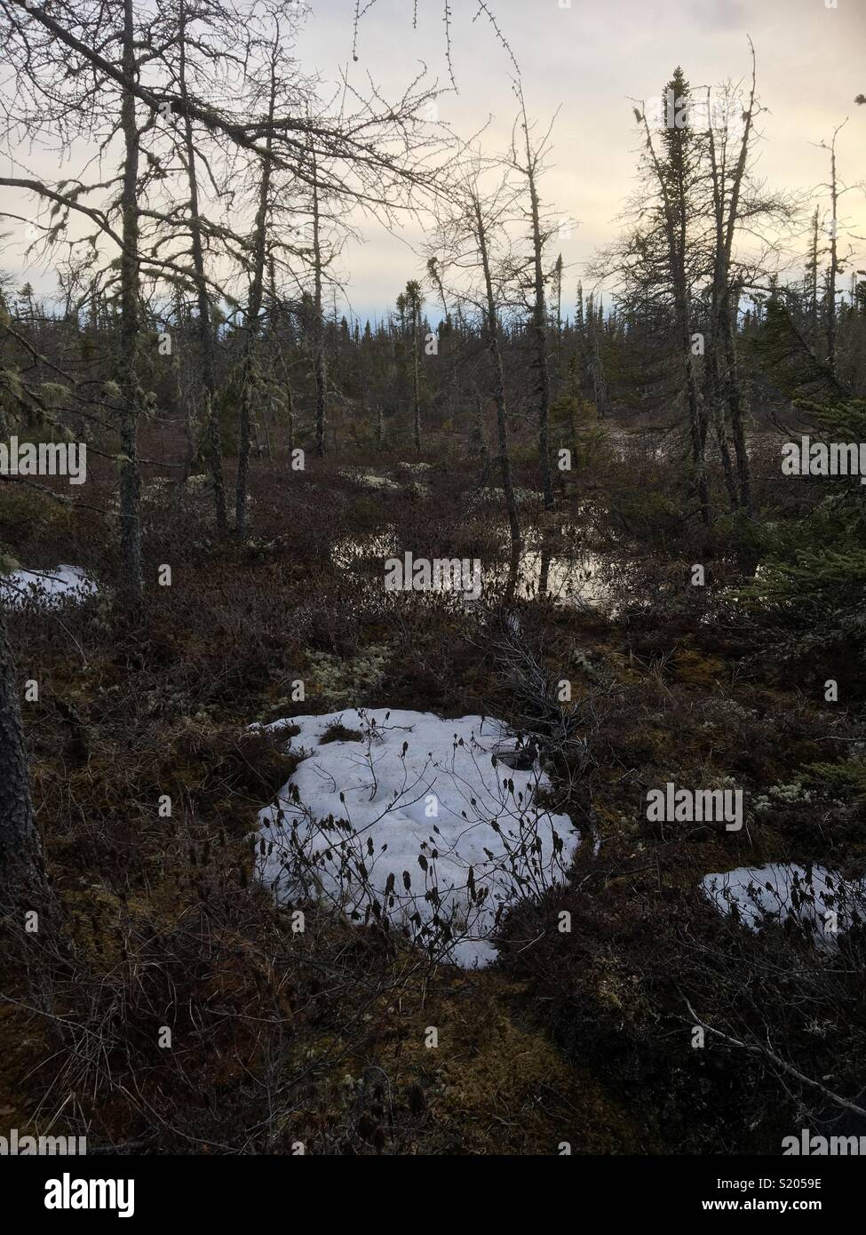 Boreal nature hi-res stock photography and images - Alamy