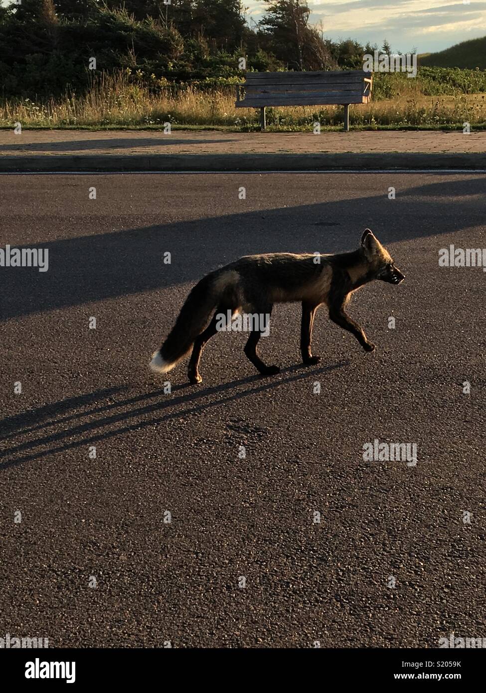 Cross fox hi-res stock photography and images - Alamy