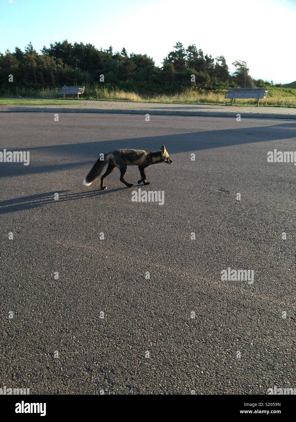 Cross fox hi-res stock photography and images - Alamy