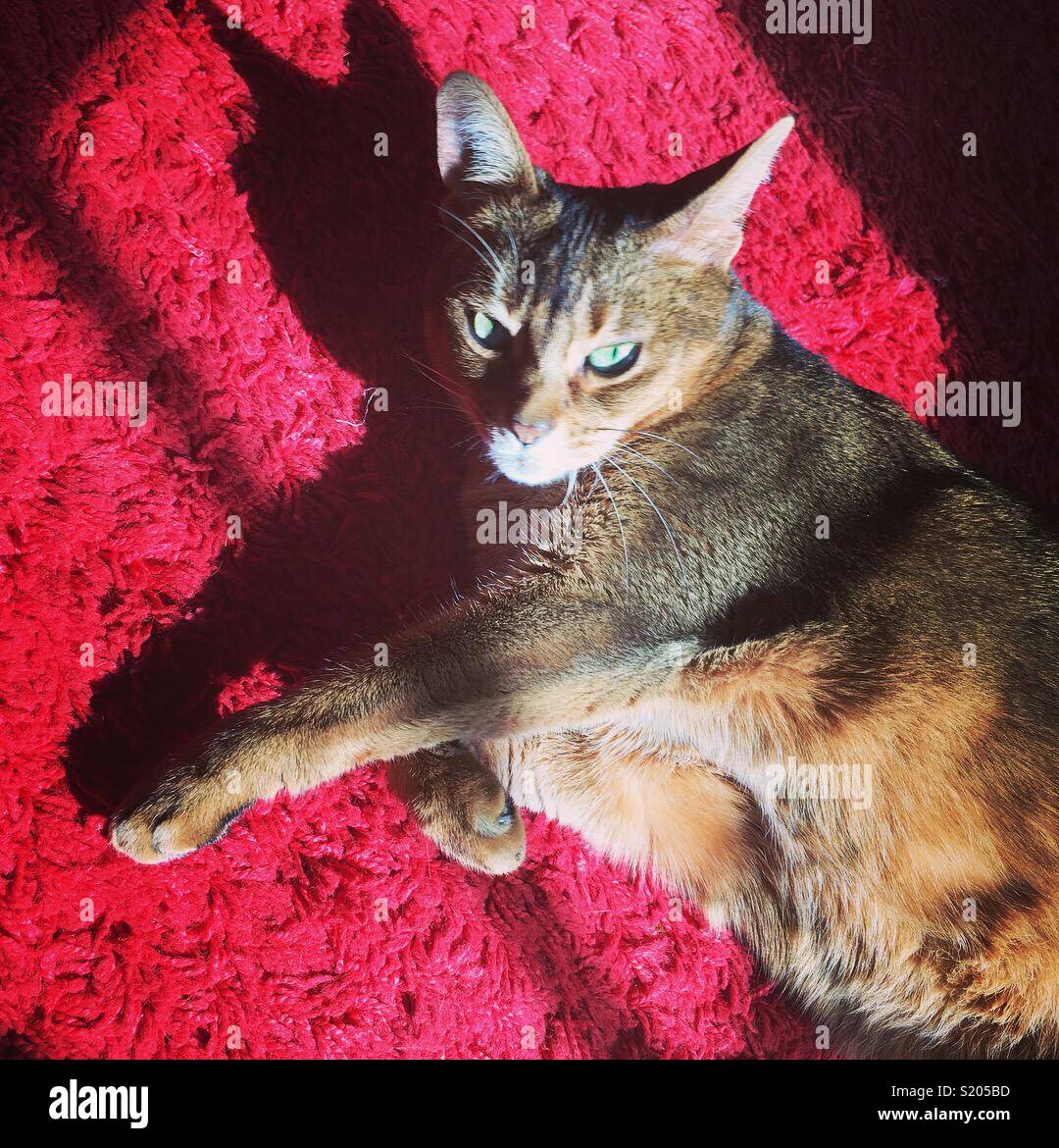 Abyssinian cat in sunlight Stock Photo - Alamy