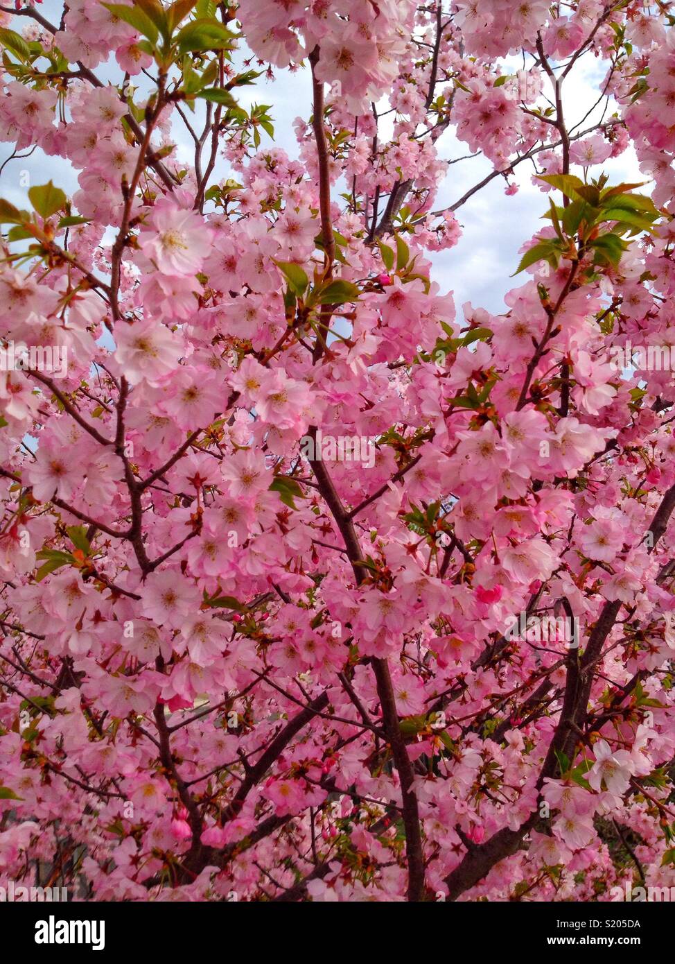 Flowering apple trees Stock Photo - Alamy