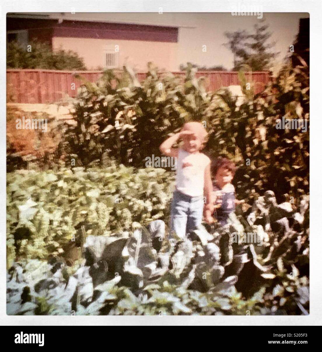 Backyard vegetable garden in 1980’s Stock Photo - Alamy