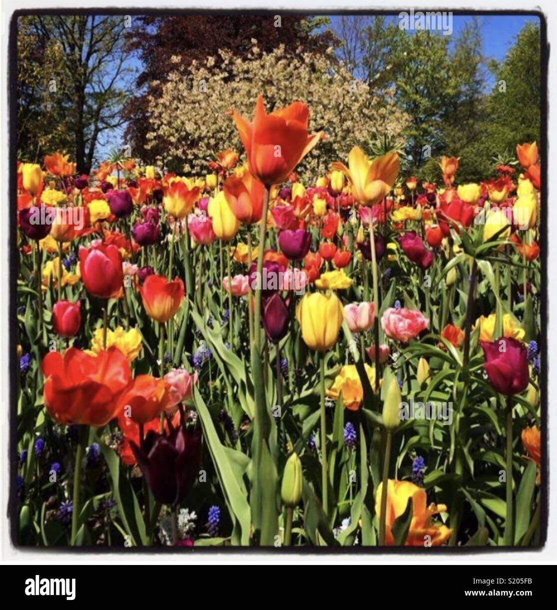 Spring tulip garden Stock Photo - Alamy