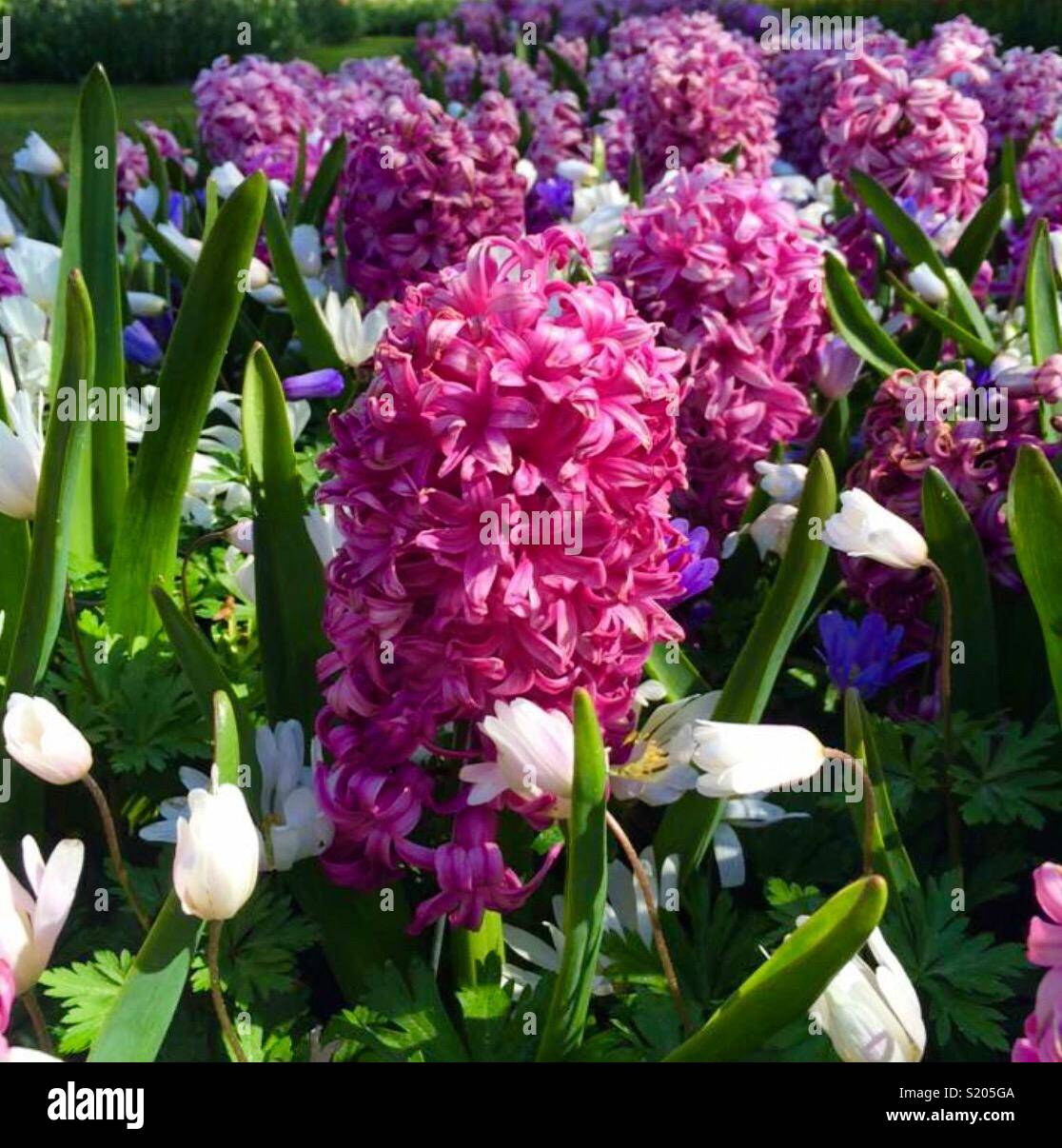 Pink hyacinth flower hi-res stock photography and images - Alamy