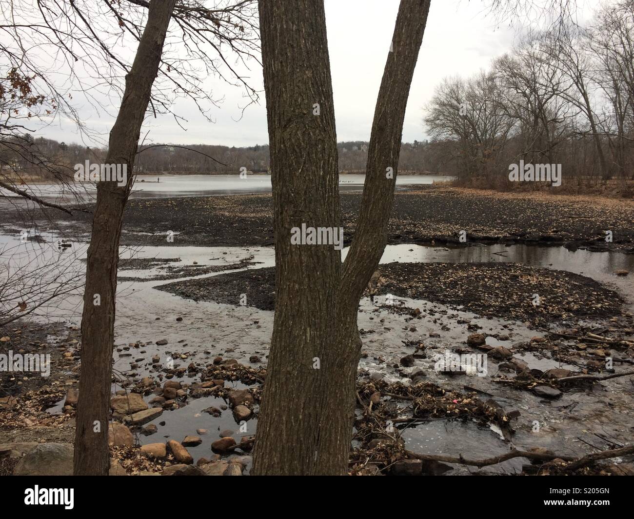 Pond with trees Stock Photo - Alamy