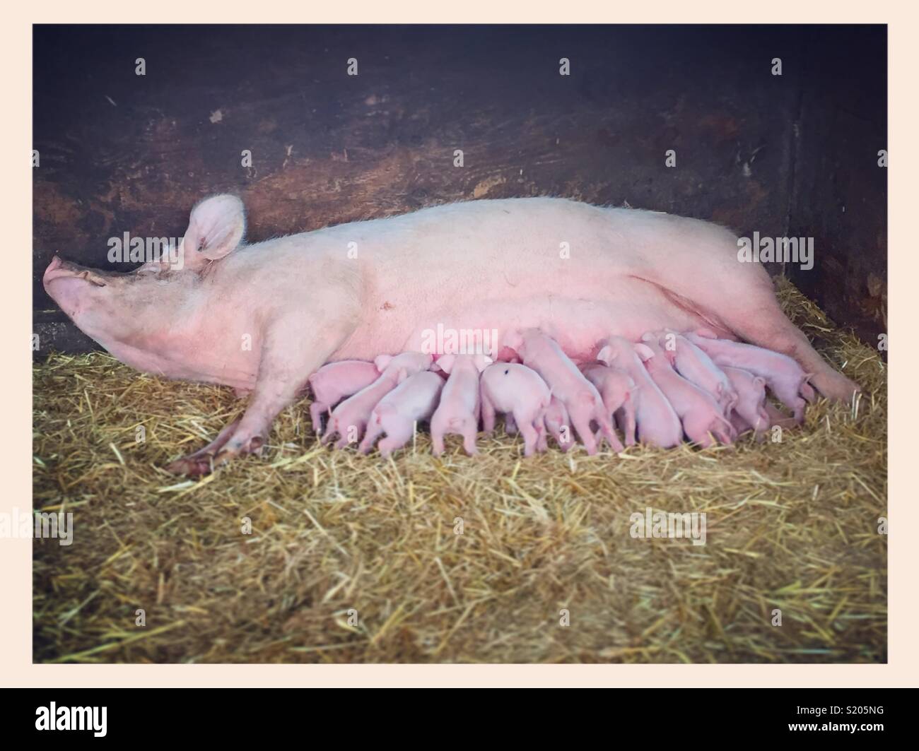 Mamma Pig and her piglets Stock Photo - Alamy