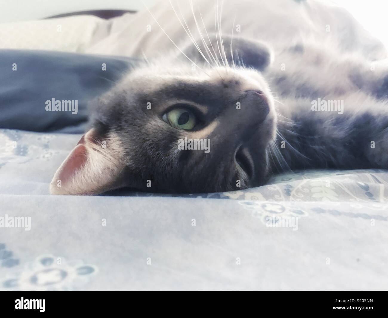 Soft kitty hi-res stock photography and images - Alamy