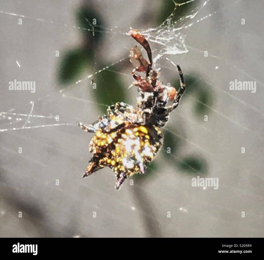 Spiny Orb Weaver spider attacking prey caught in web in Sayulita ...