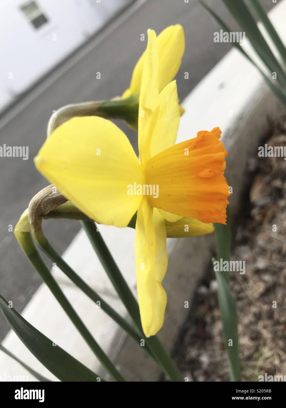 SUSANVILLE, CA UNITED STATES - APRIL 8, 2018: Yellow and orange ...
