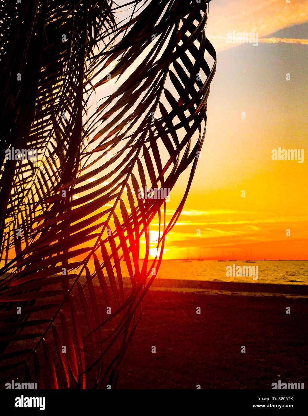 Florida punta gorda palms hi-res stock photography and images - Alamy