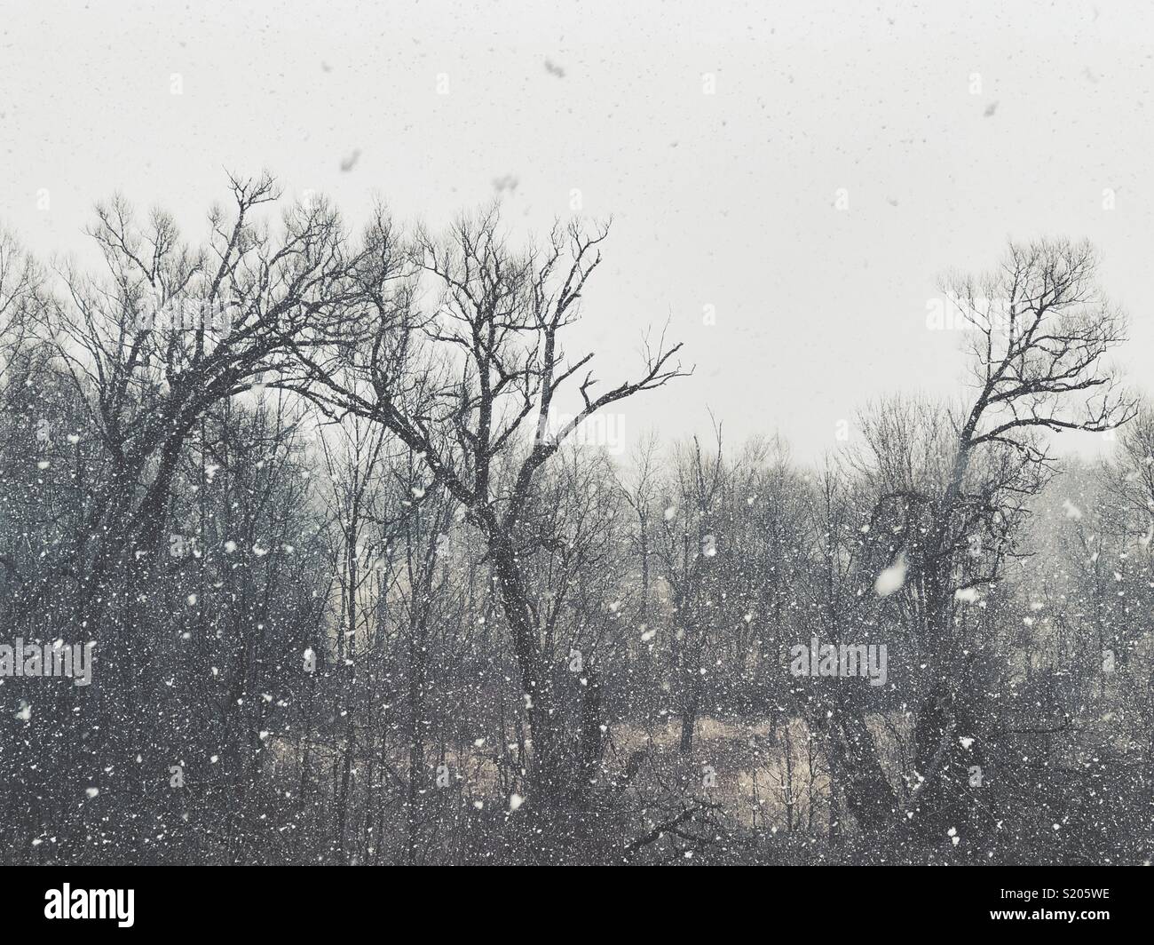 Heavy snow trees canada hi-res stock photography and images - Alamy