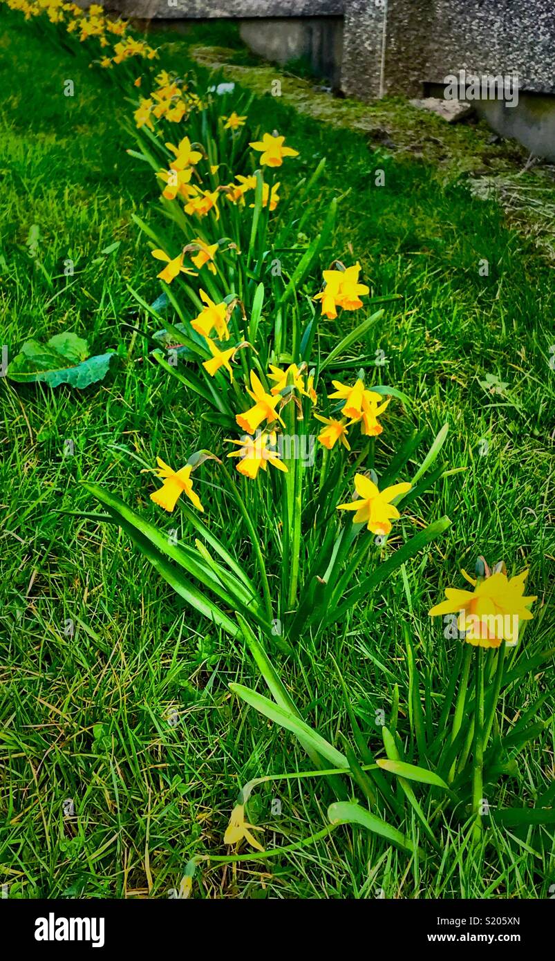 Row Of Daffodils High Resolution Stock Photography and Images - Alamy