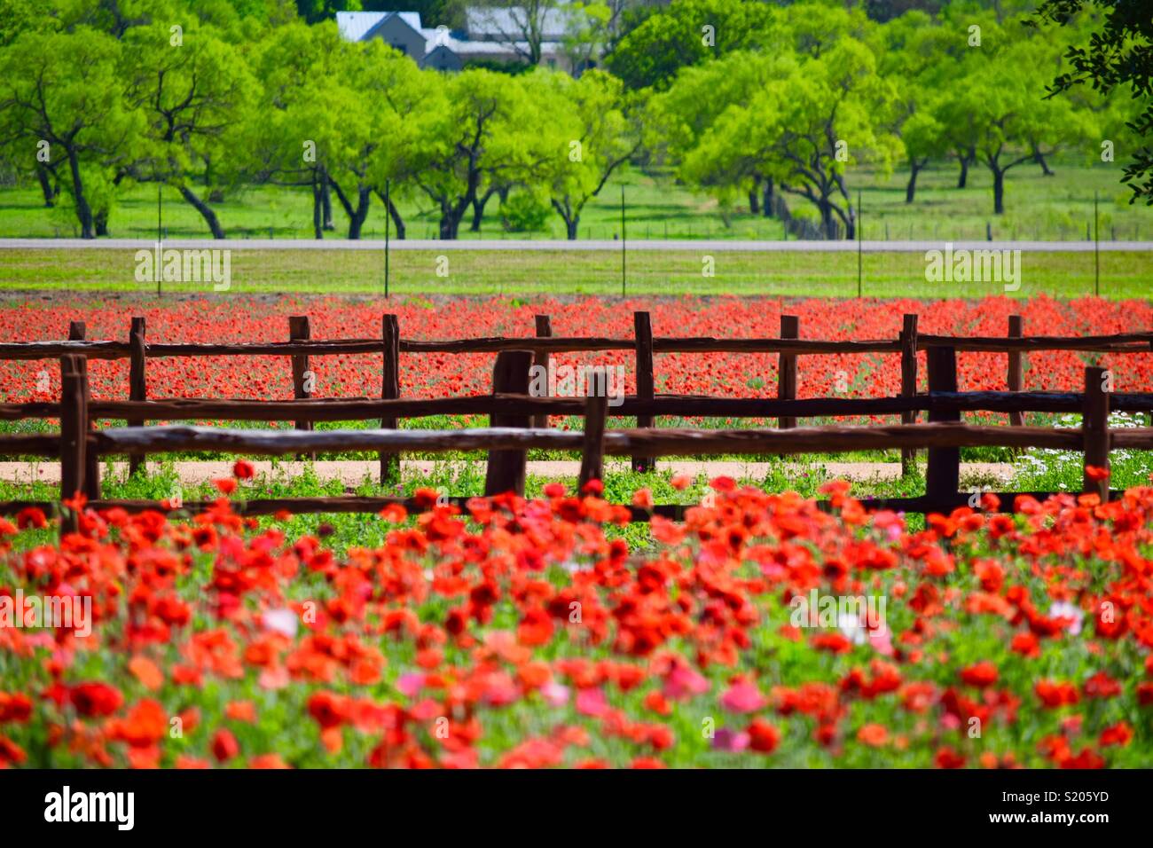Farm poppy hi-res stock photography and images - Alamy