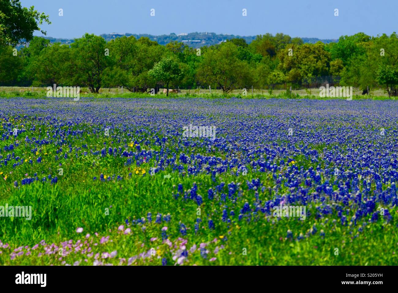 Field of blue Stock Photo - Alamy