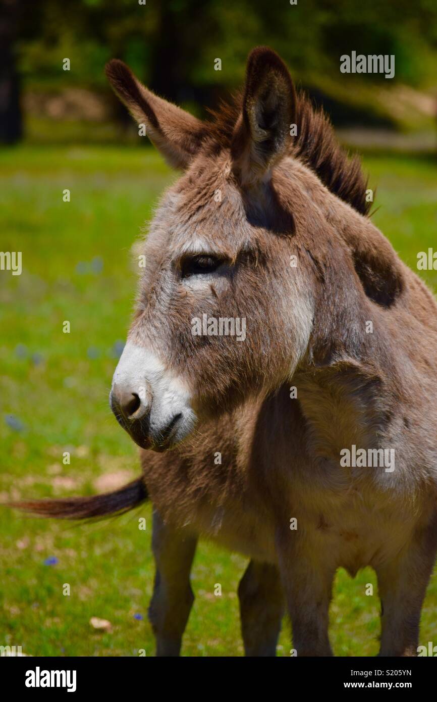 Texas donkey hi-res stock photography and images - Alamy