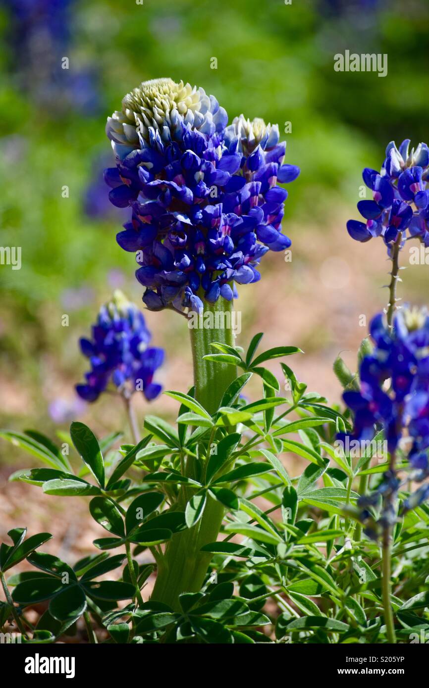 Blue bonnet flower hi-res stock photography and images - Alamy