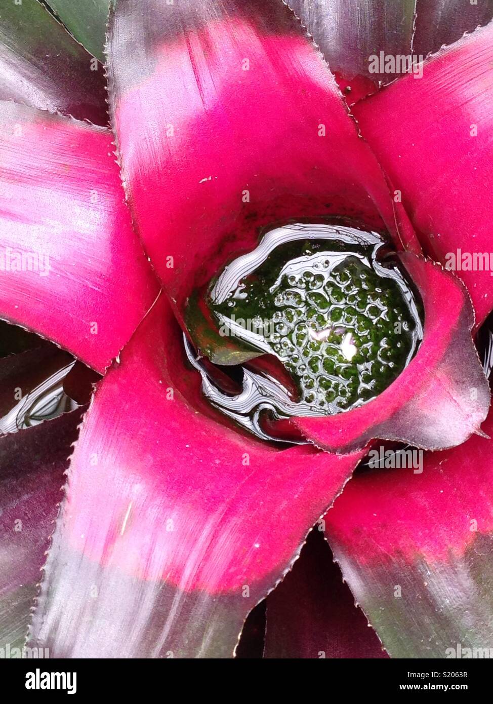 Bromelia hi-res stock photography and images - Alamy
