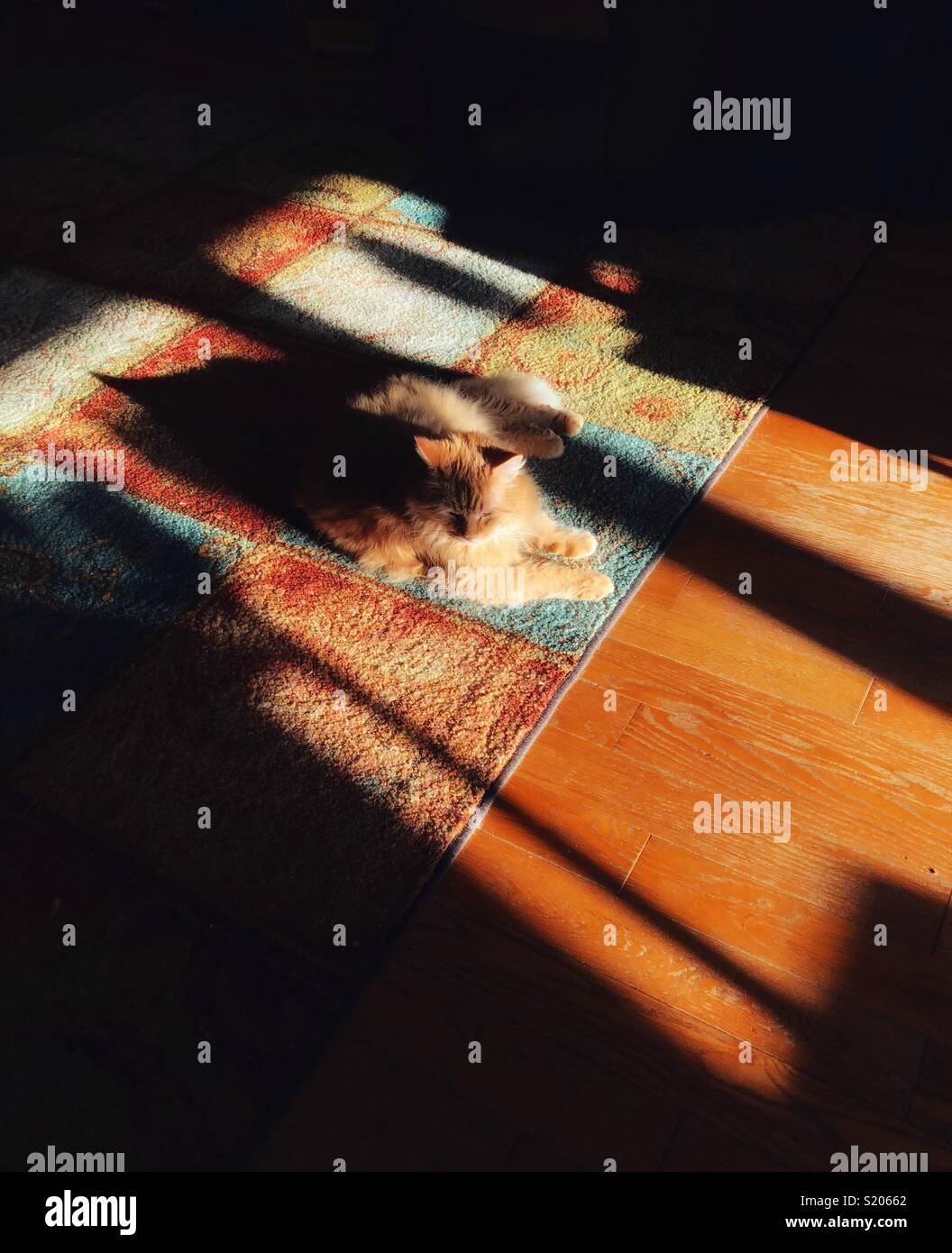 Orange cat laying in morning sun on carpet with dramatic shadows Stock ...