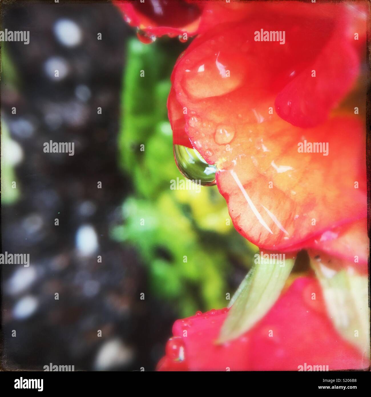 Red flower with leaves hi-res stock photography and images - Alamy