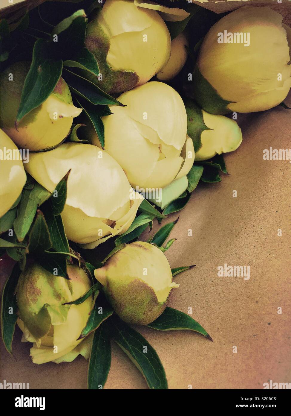 Cream peonies hi-res stock photography and images - Alamy