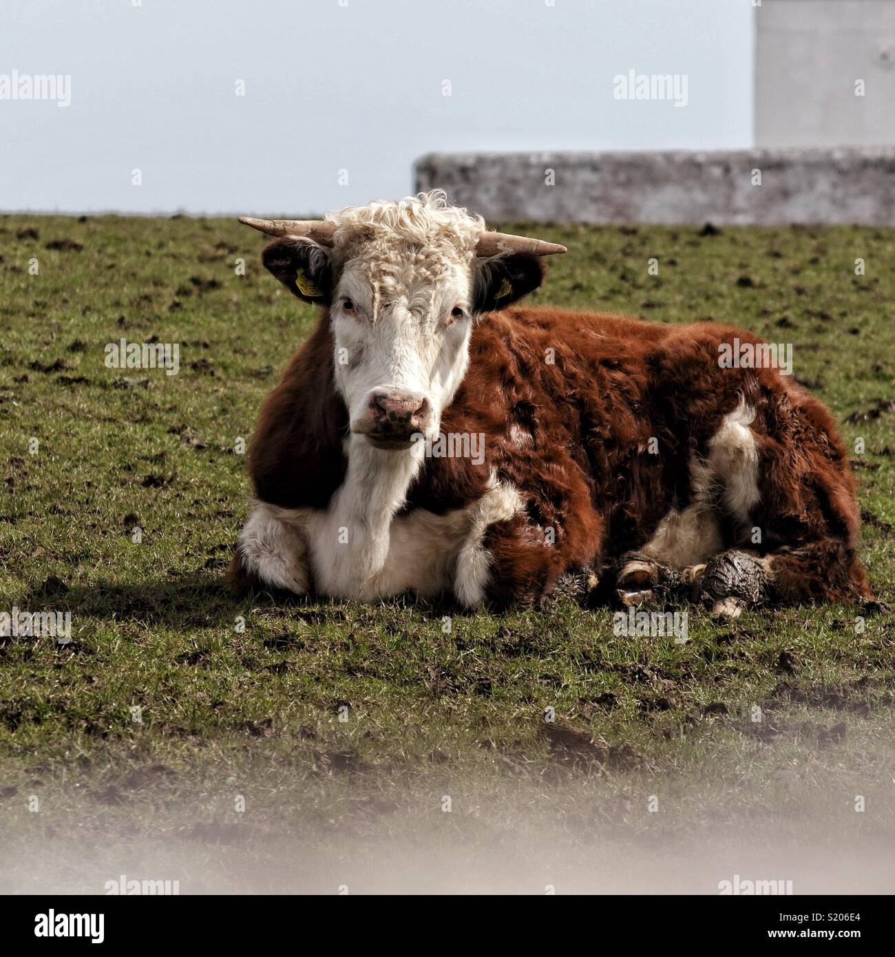 Cornish cow hi-res stock photography and images - Alamy