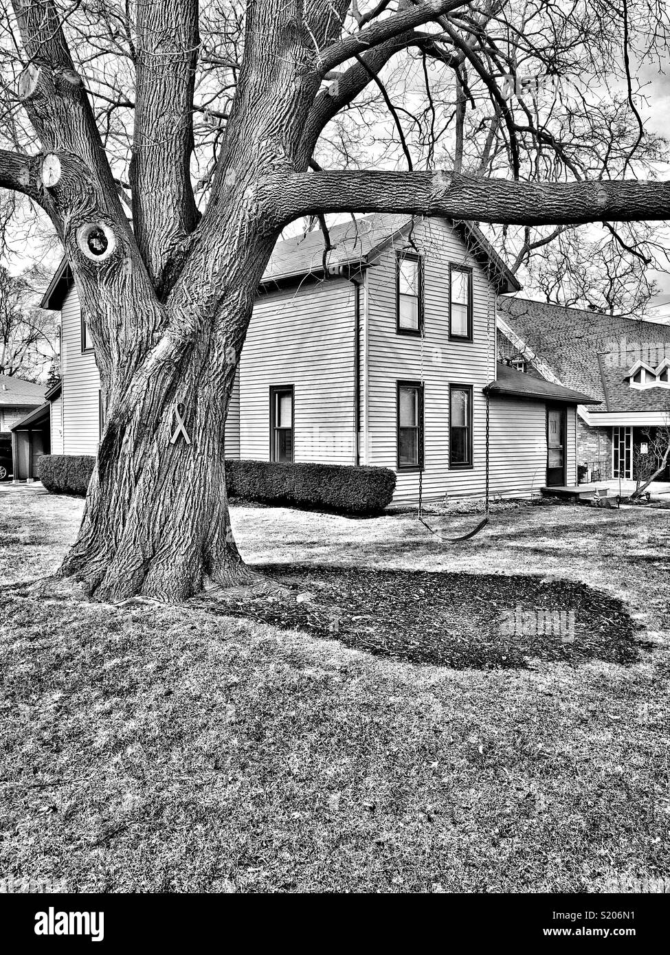 Tree with memorial ribbon hi-res stock photography and images - Alamy
