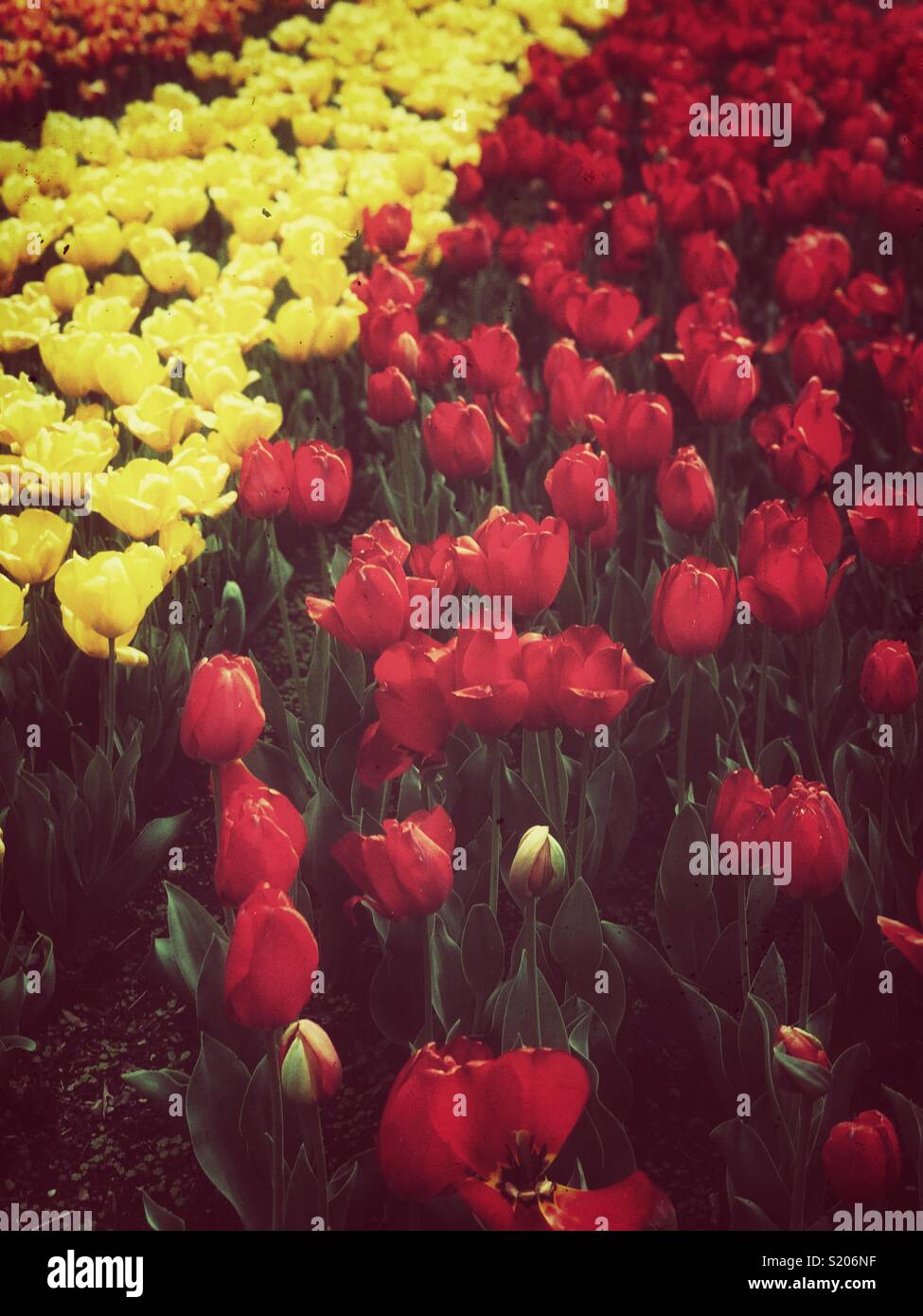 Yellow combine hi-res stock photography and images - Alamy